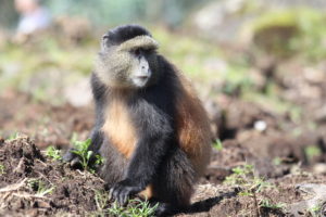 Gorillas and Monkeys and Chimps (oh my!) | Tricia's Travels